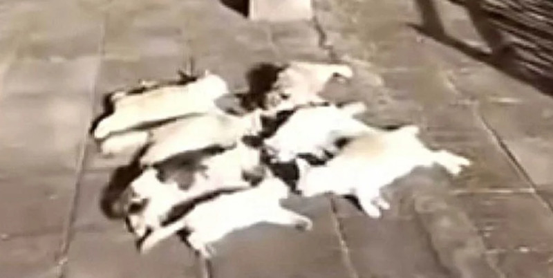 Cats found dead at recreation centre believed to have eaten poison ...
